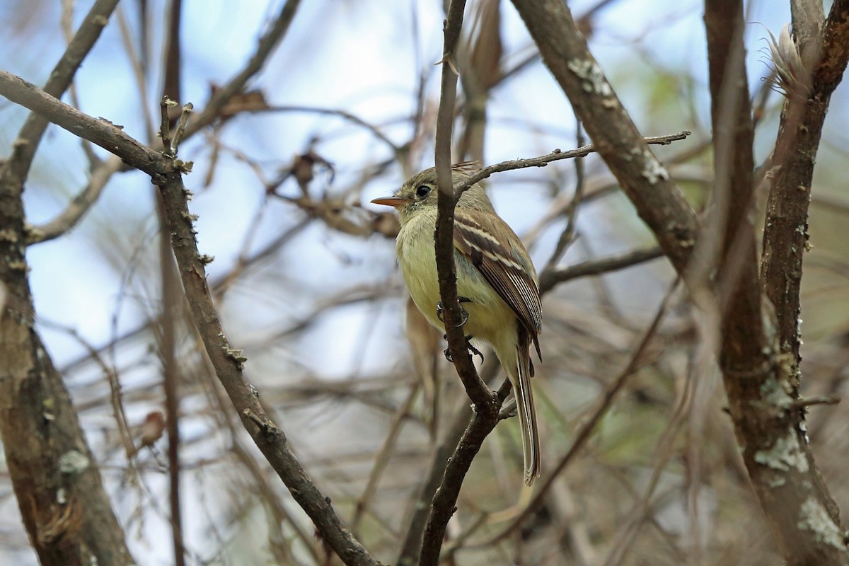 Mosquero del balsas (Xenotriccus mexicanus) - Picture Bird