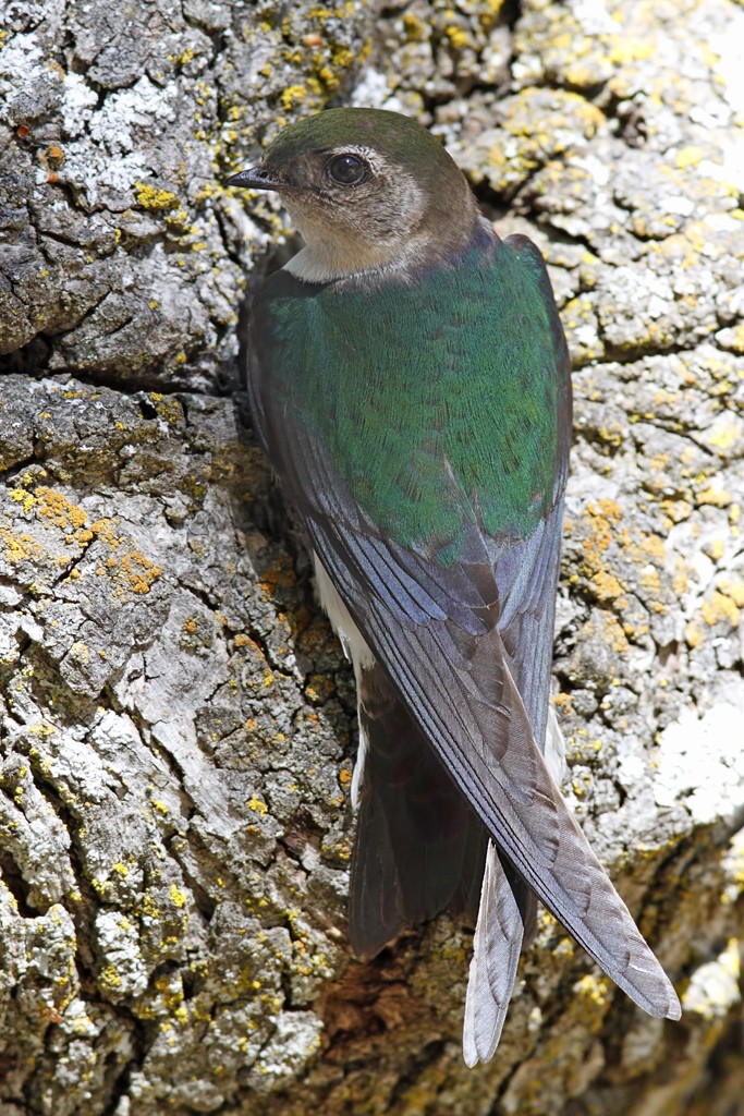 Golondrina verdemar (Tachycineta thalassina) - Picture Bird