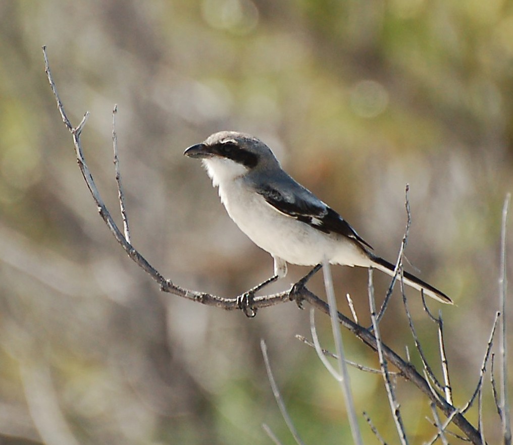 Alcaudón americano (Lanius ludovicianus) - Picture Bird