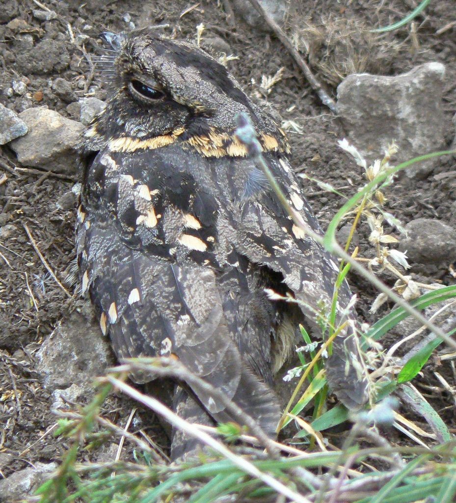 Montane nightjar (Caprimulgus poliocephalus) - Picture Bird