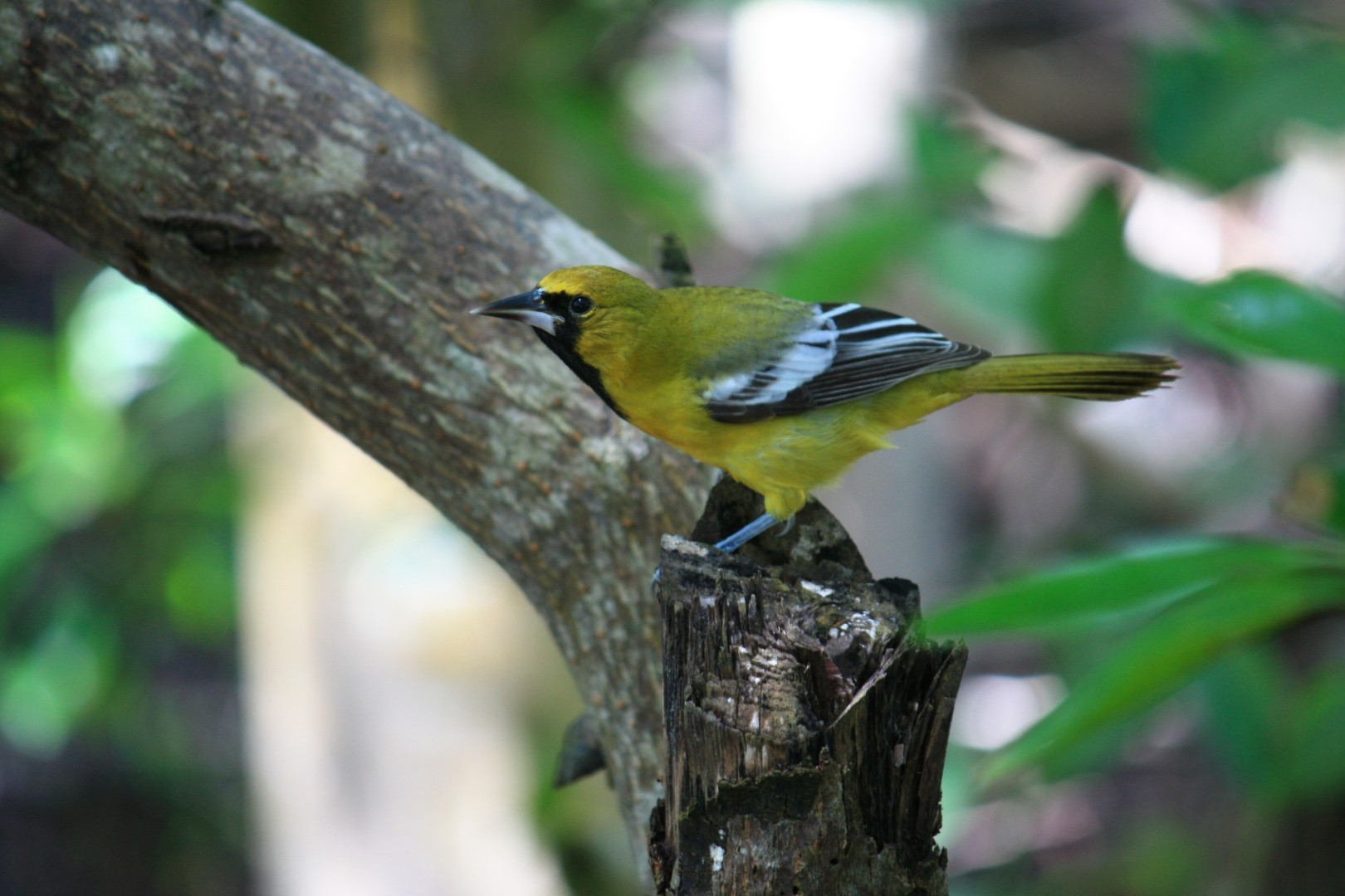 Bolseros (Icterus) - Picture Bird