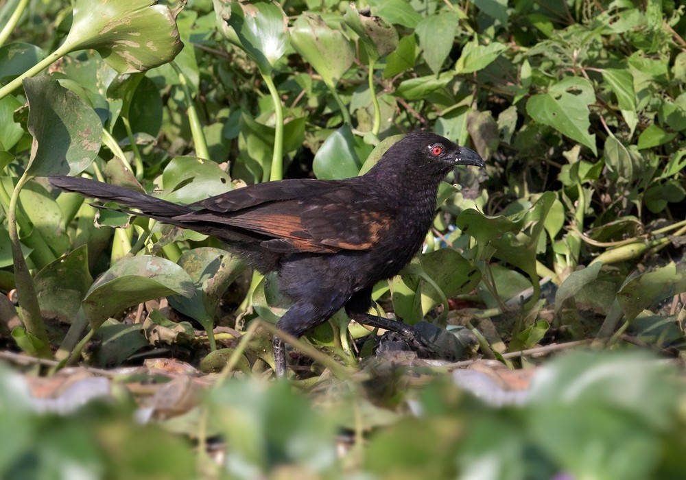 Cucal de la sonda (Centropus nigrorufus) - Picture Bird