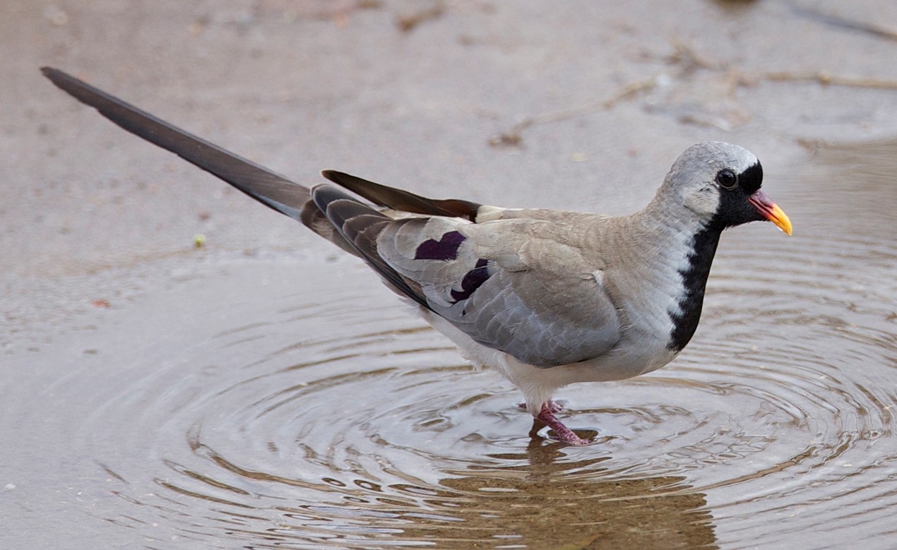 Tourtelette masquée (Oena capensis) - Picture Bird