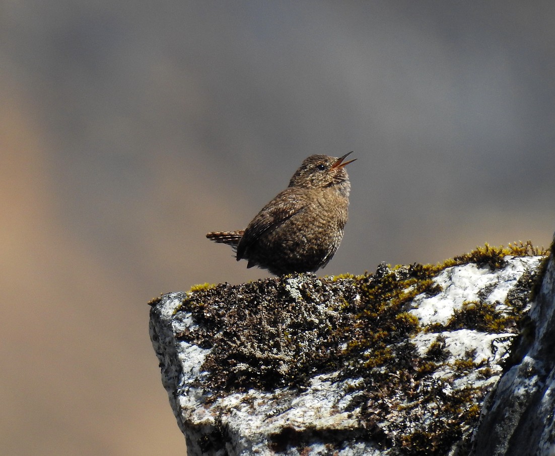 Chochín común (Troglodytes troglodytes) - Picture Bird
