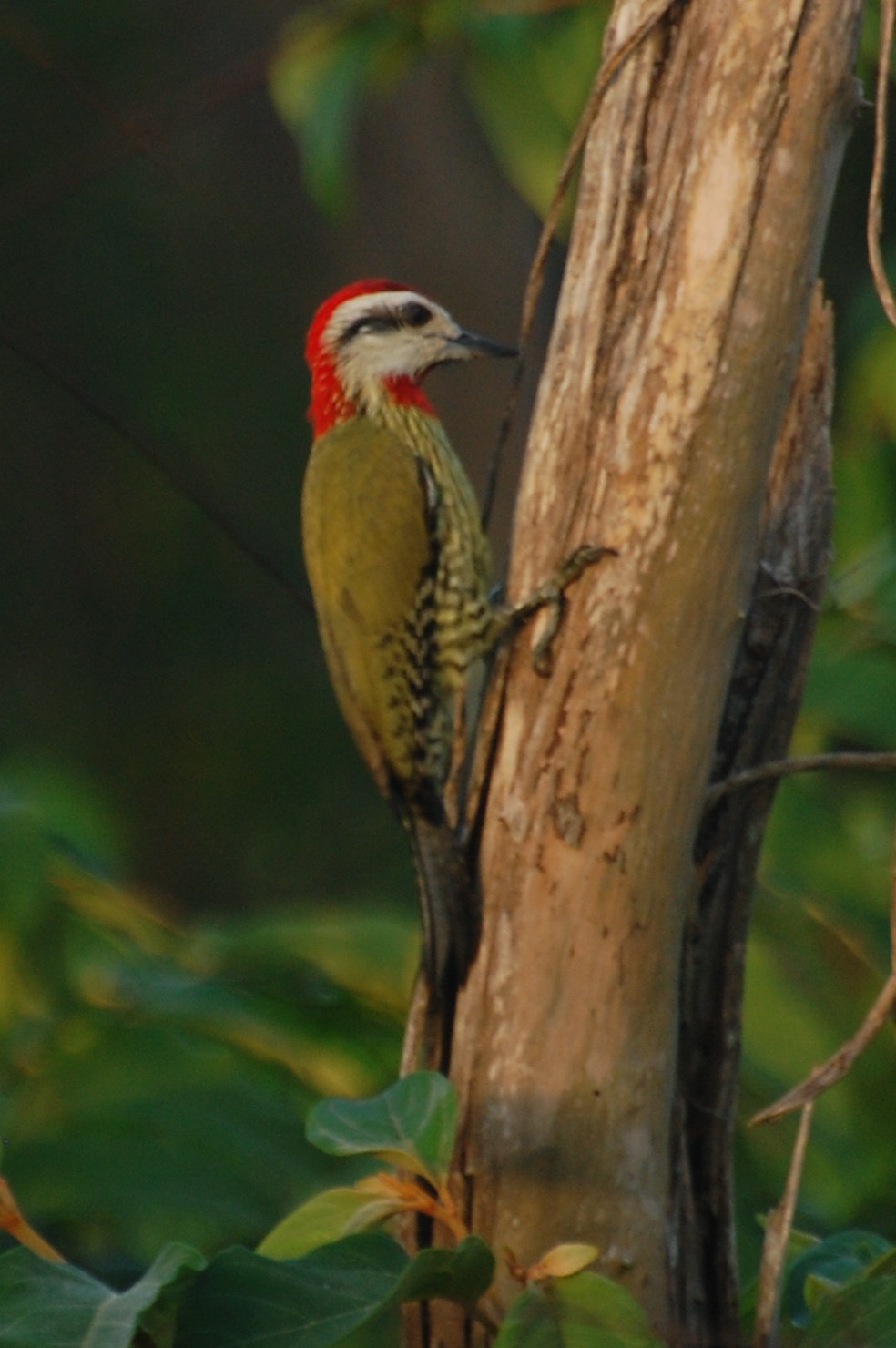 Carpintero tajá (Xiphidiopicus percussus) - Picture Bird