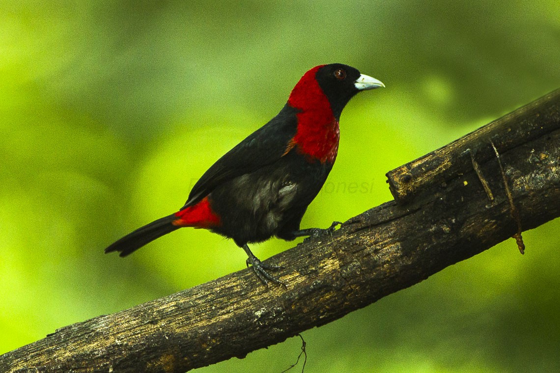 Tangara acollarada (Ramphocelus sanguinolentus) - Picture Bird