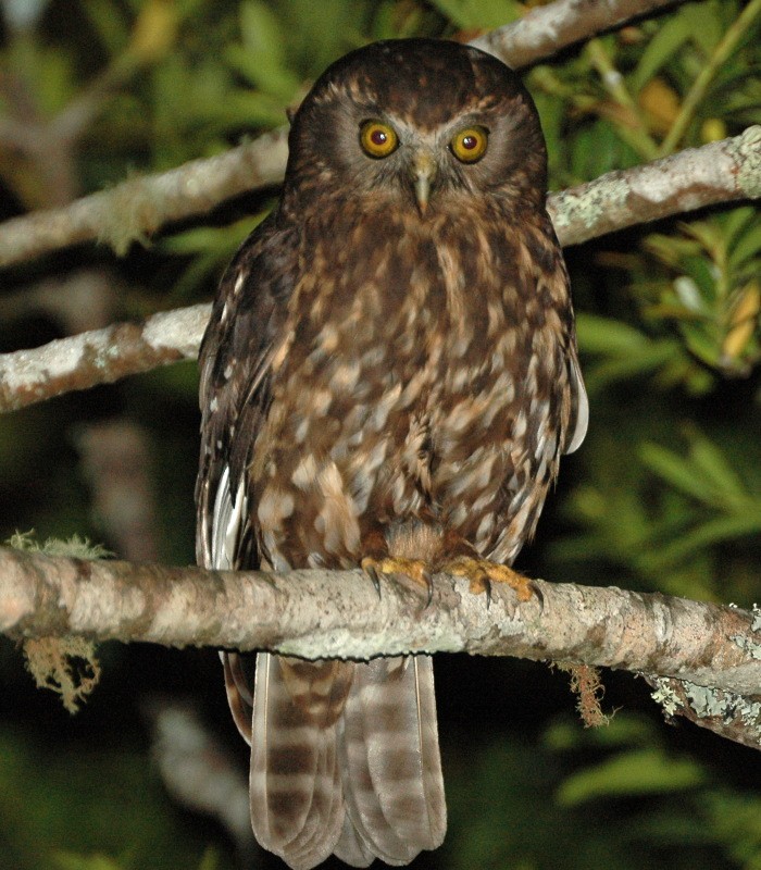 Ninox (Ninox) - Picture Bird