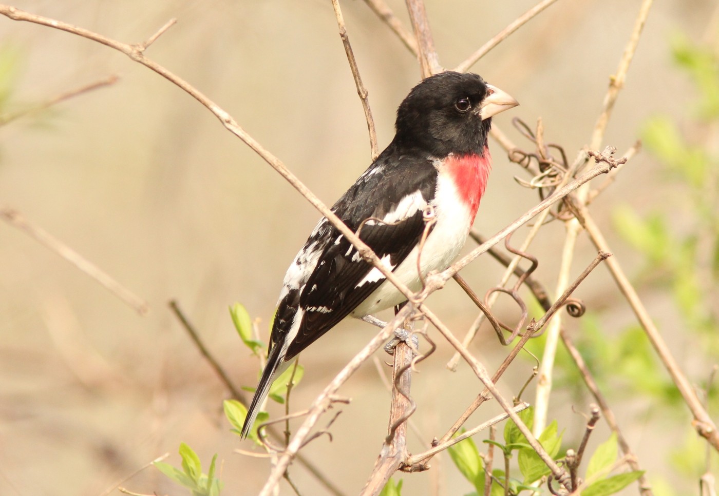 Picogordos (Pheucticus) - Picture Bird