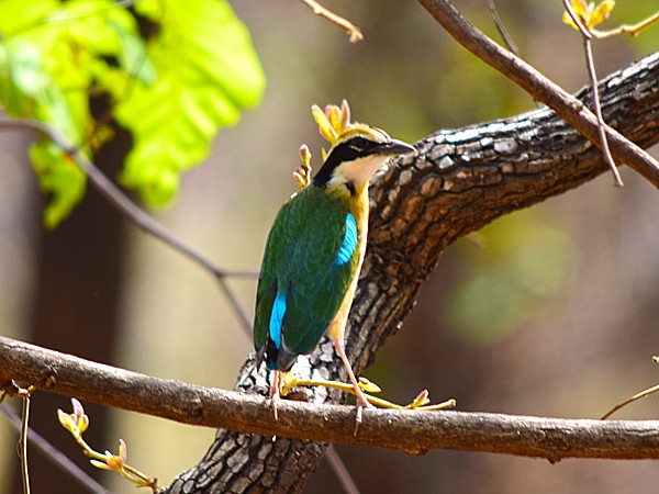 Pita india (Pitta brachyura) - Picture Bird
