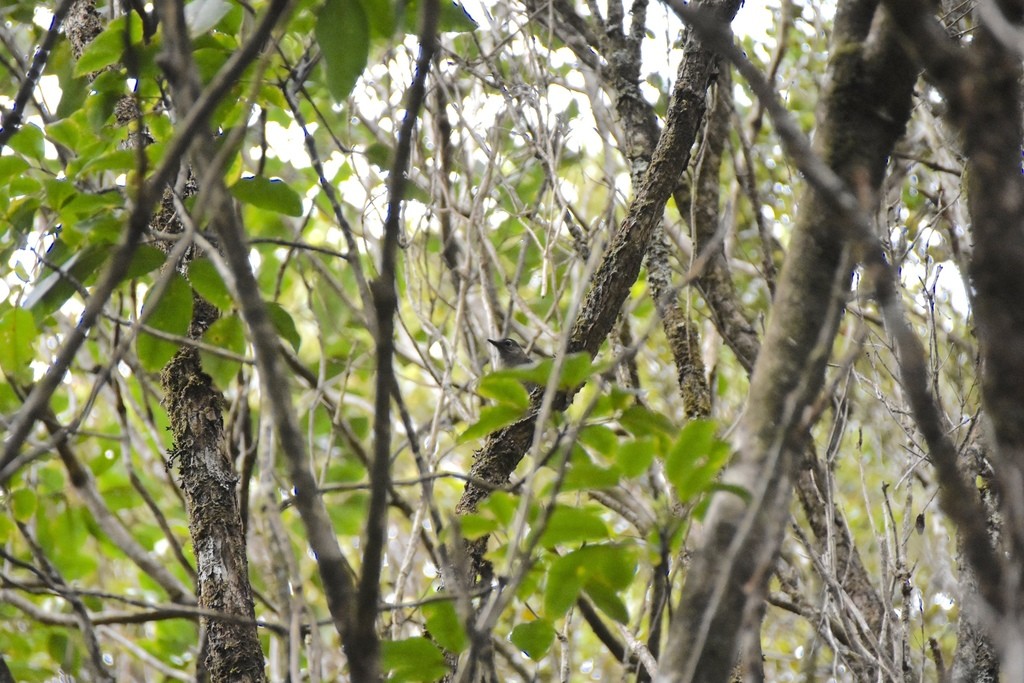 Solitario puaiohi (Myadestes palmeri) - Picture Bird