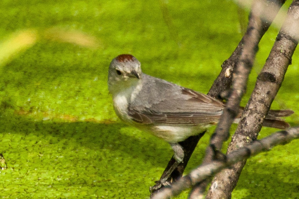 Reinita de lucy (Leiothlypis luciae) - Picture Bird