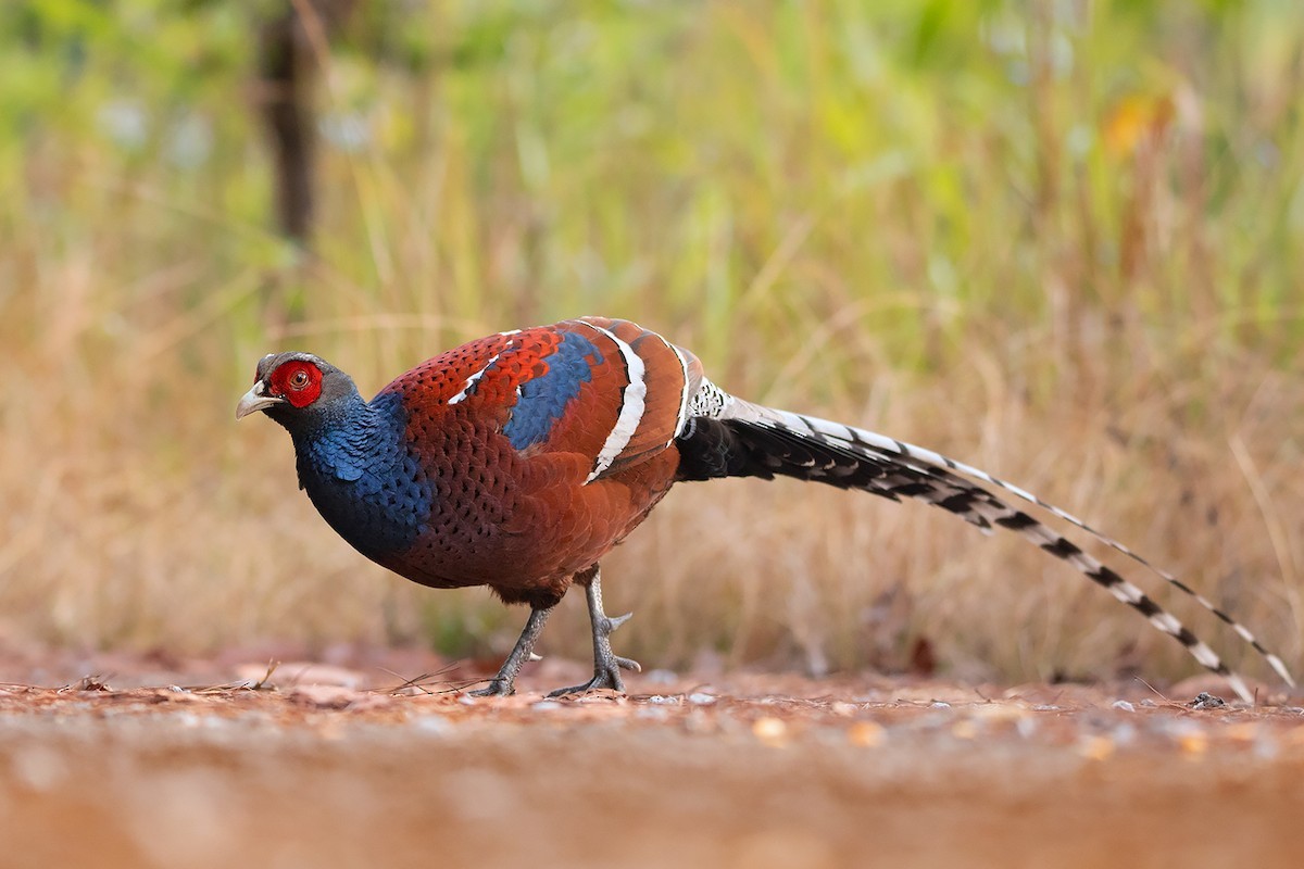 Syrmaticus (Syrmaticus) - Picture Bird
