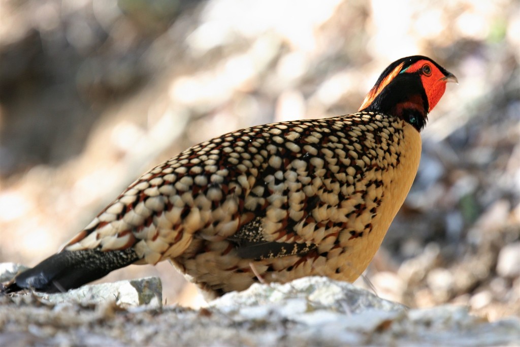 Cabottragopan (Tragopan caboti) - Picture Bird