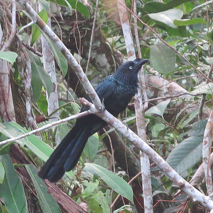 Garrapatero mayor (Crotophaga major) - Picture Bird