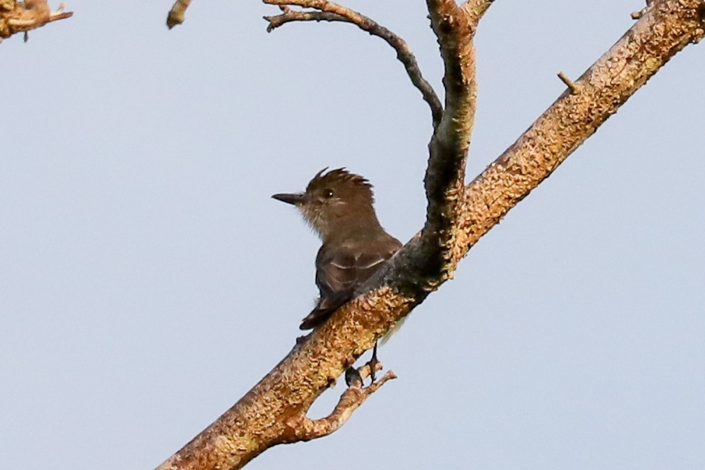 Copetón feroz (Myiarchus ferox) - Picture Bird