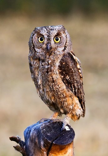 Autillos (Otus) - Picture Bird