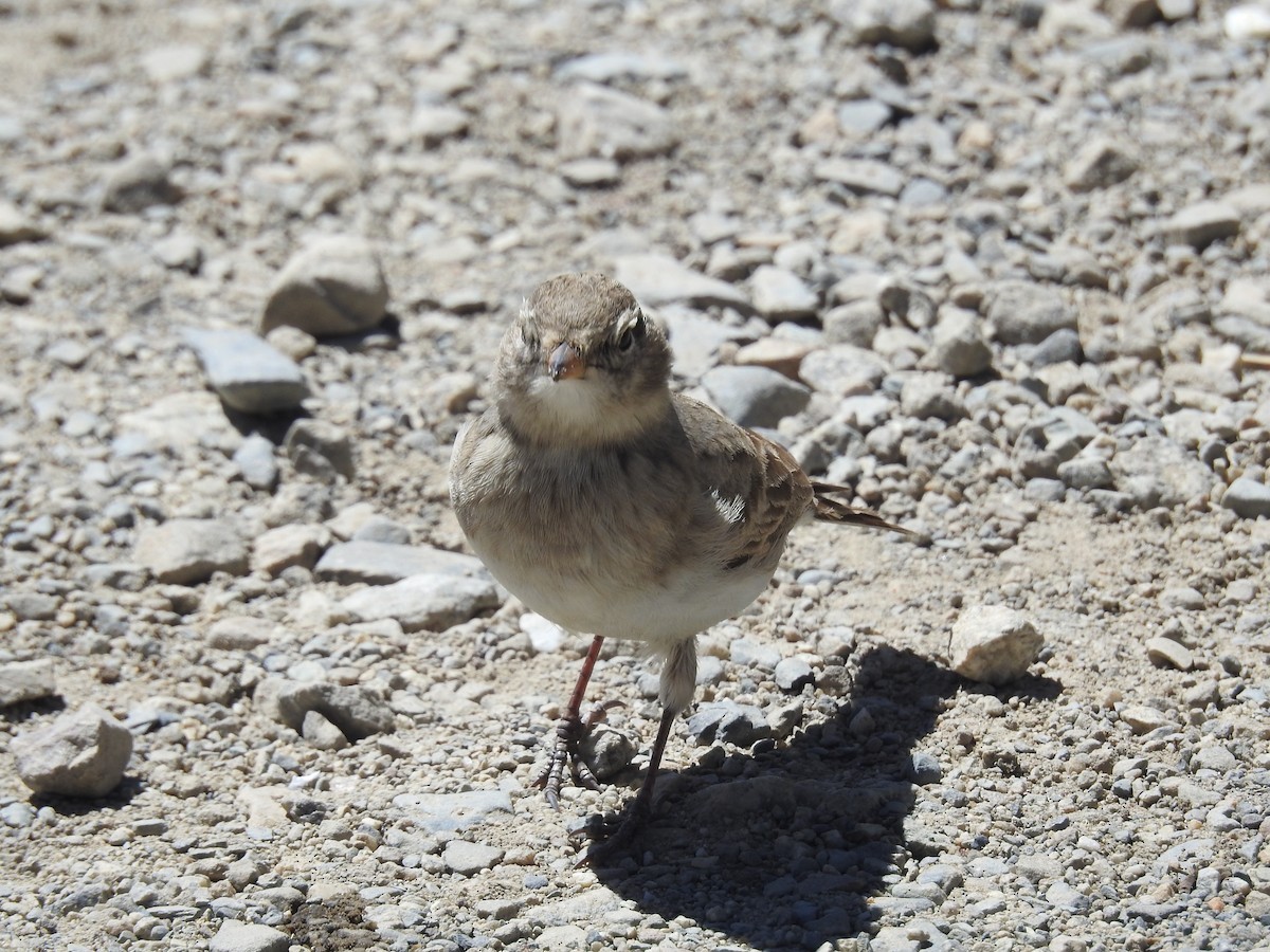 Calandrella (Calandrella) - Picture Bird