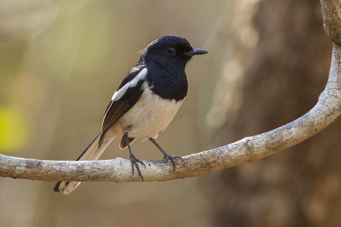 Shama malgache común (Copsychus albospecularis) - Picture Bird