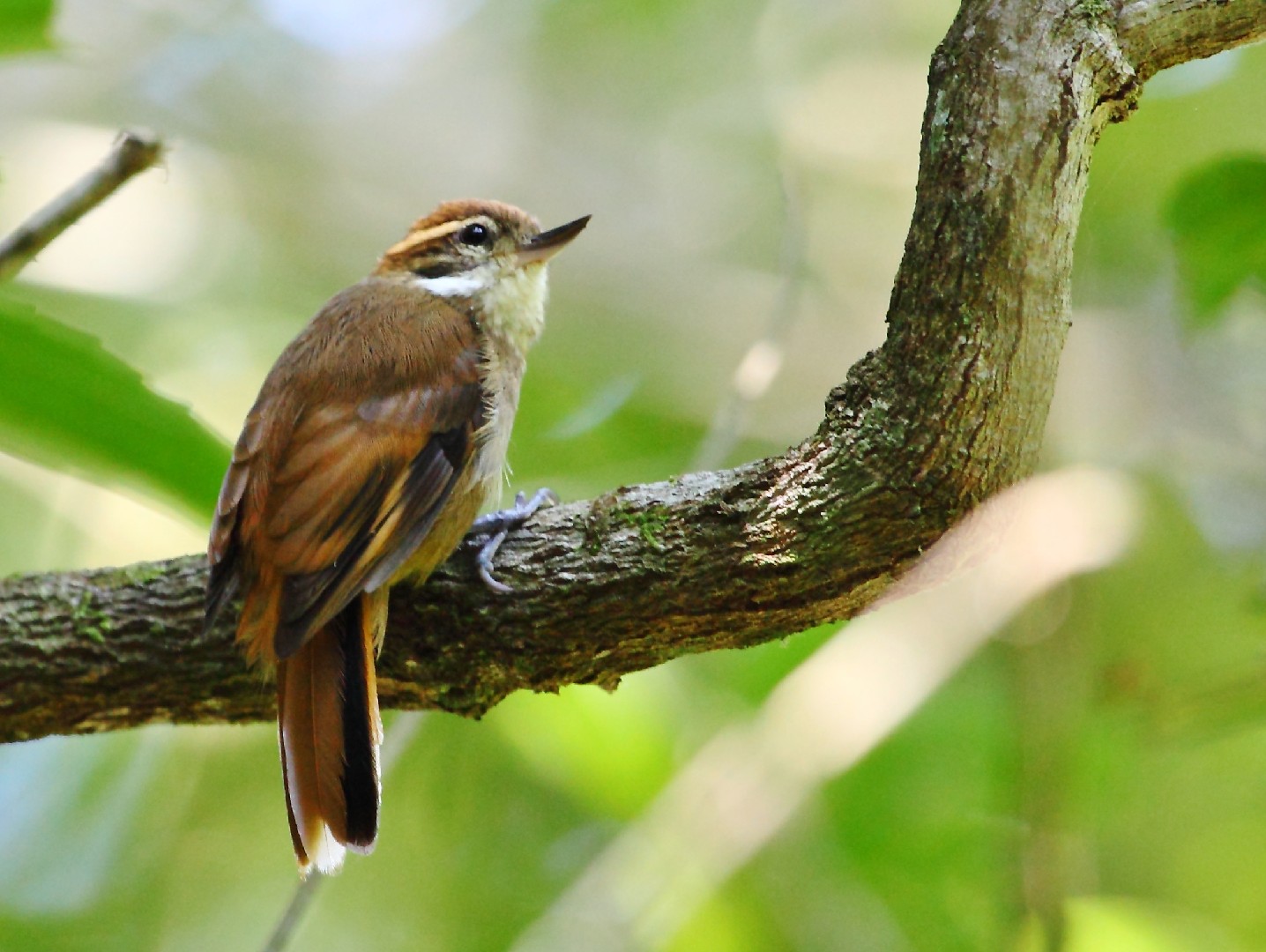 Picolezna gorjiblanco (Xenops minutus) - Picture Bird