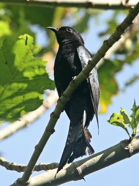 drongo-despenteado (Dicrurus hottentottus) - Picture Bird