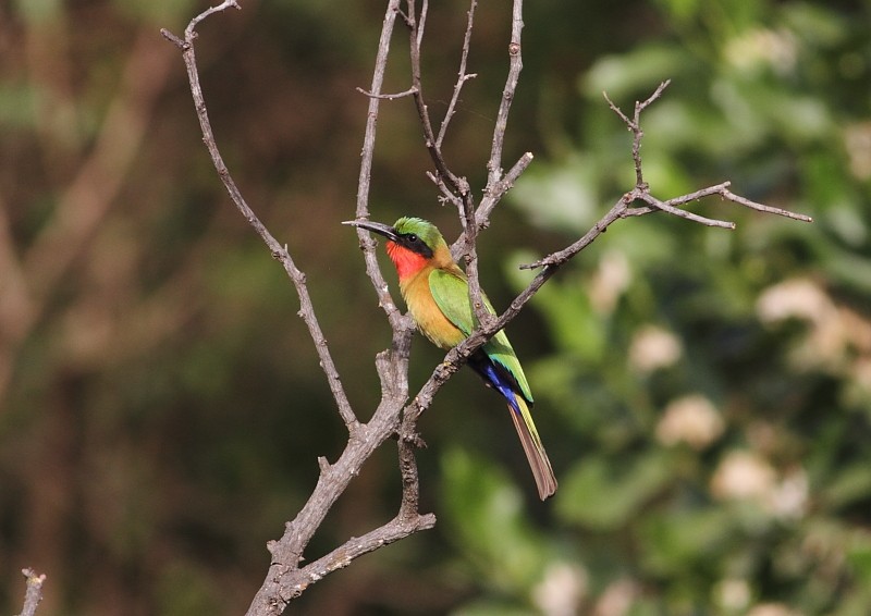 Abejaruco gorjirrojo (Merops bulocki) - Picture Bird