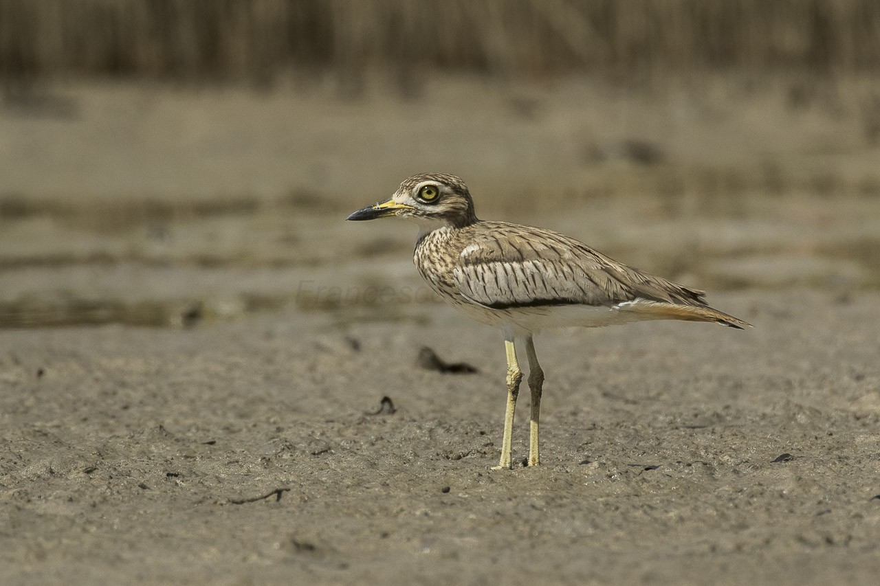 Alcaraván senegalés (Burhinus senegalensis) - Picture Bird
