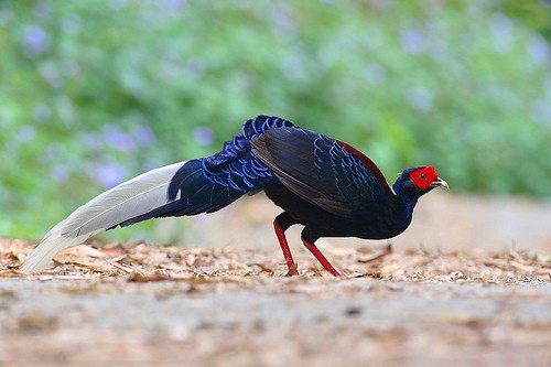 Faisán de swinhoe (Lophura swinhoii) - Picture Bird