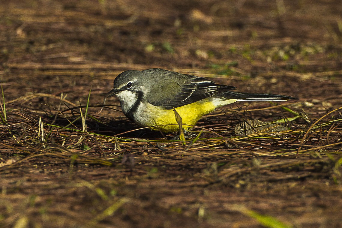 Lavandera malgache (Motacilla flaviventris) - Picture Bird