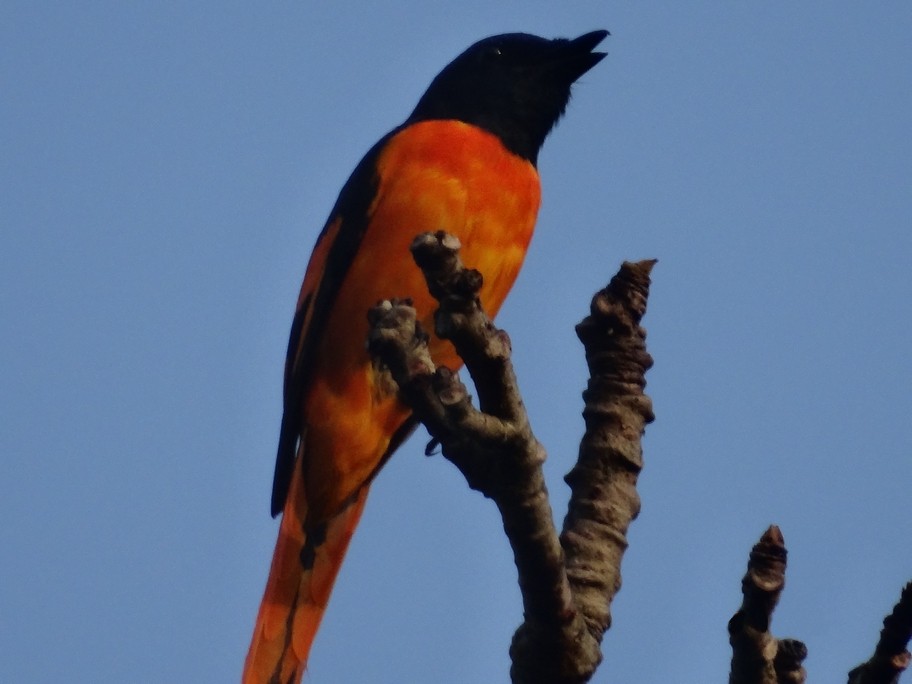 Pericrocotus (Pericrocotus) - Picture Bird
