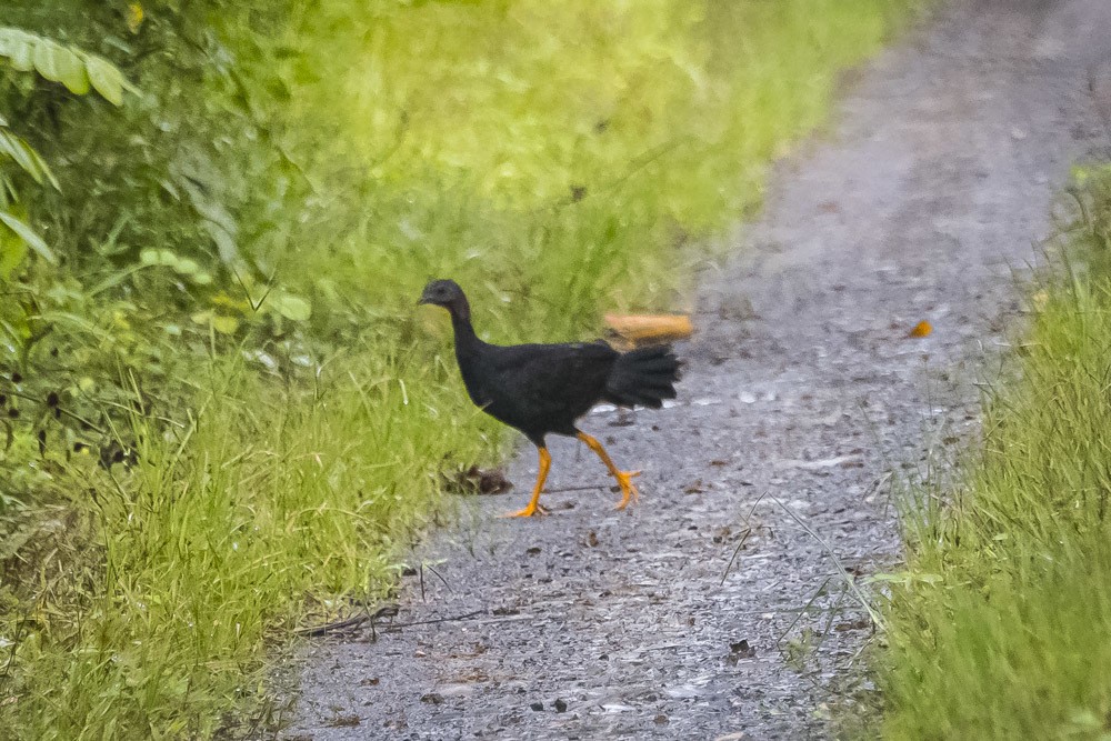 Talégalo piquinegro (Talegalla fuscirostris) - Picture Bird