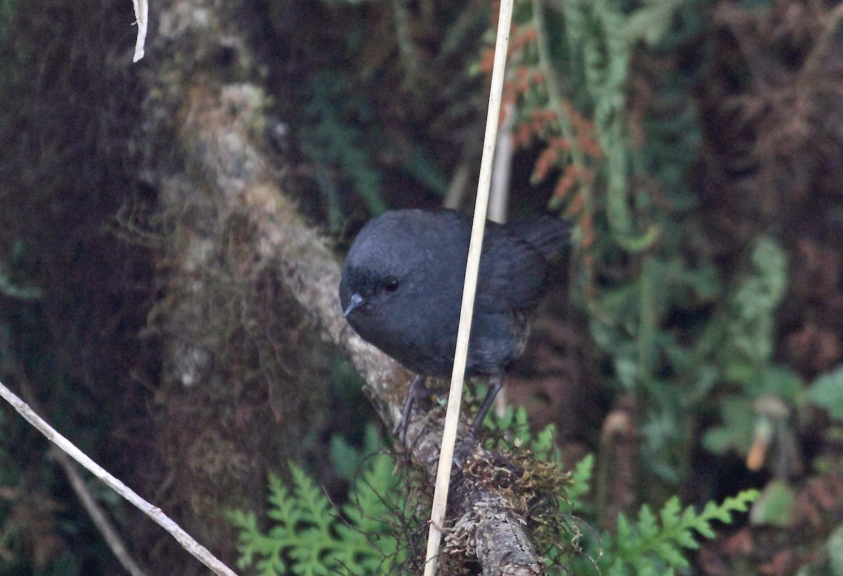 Scytalopus tapaculos (Scytalopus) - Picture Bird