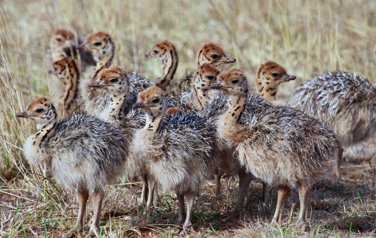 Struthio camelus australis (Struthio camelus australis) - Picture Bird
