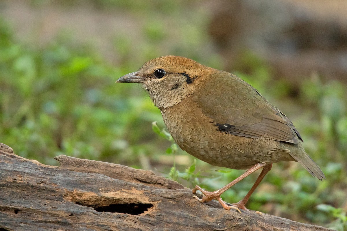 Pitta (Pitta) - Picture Bird