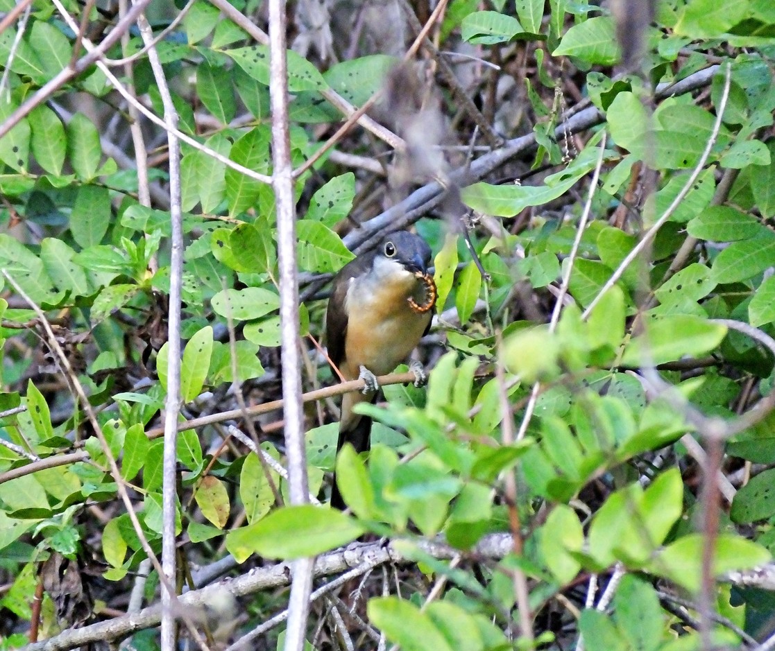 Cuclillos (Coccyzus) - Picture Bird