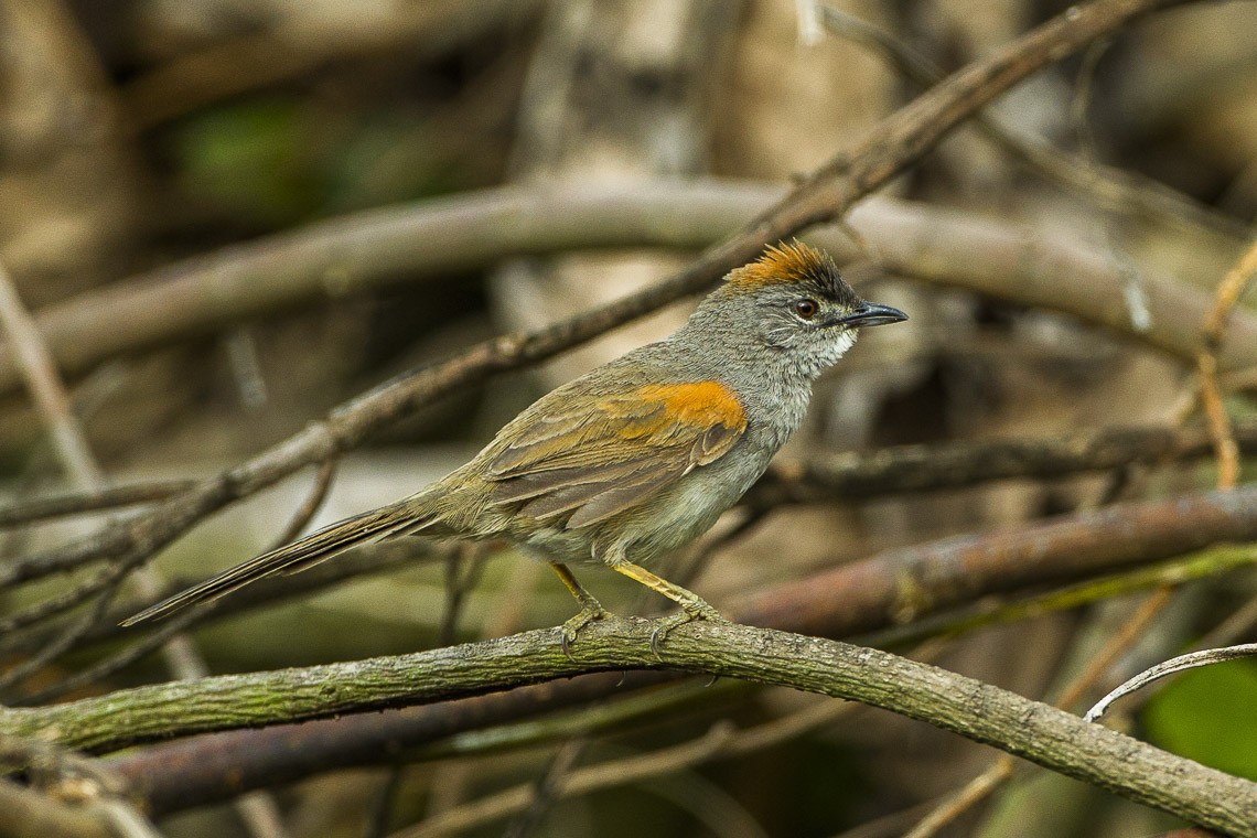 Pijuí pechiblanco (Synallaxis albescens) - Picture Bird
