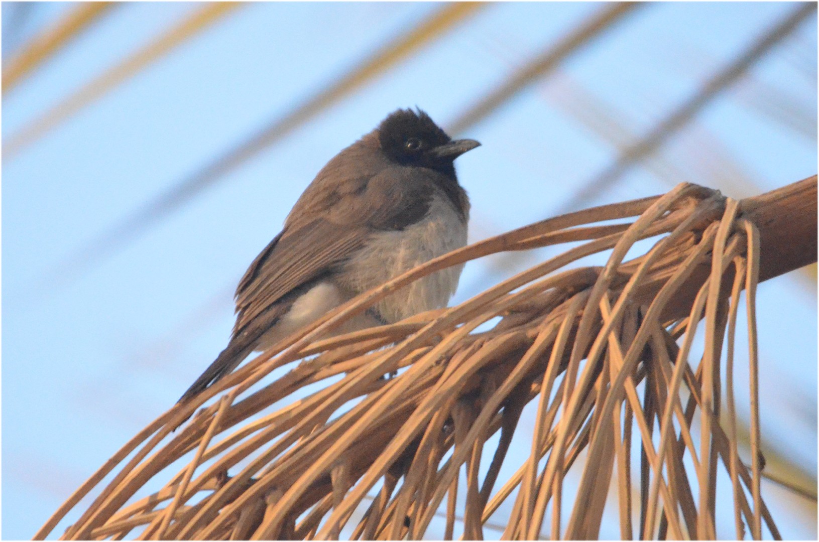 Pycnonotus (Pycnonotus) - Picture Bird