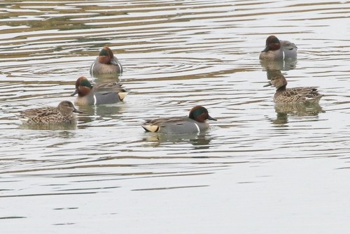 Eigentliche enten (Anas) - Picture Bird