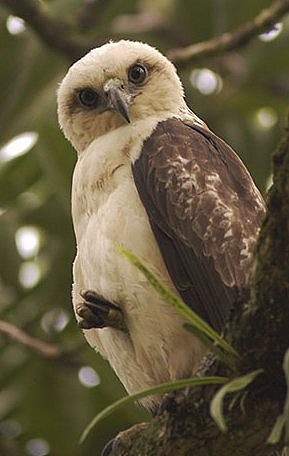 Busardo hawaiano (Buteo solitarius) - Picture Bird
