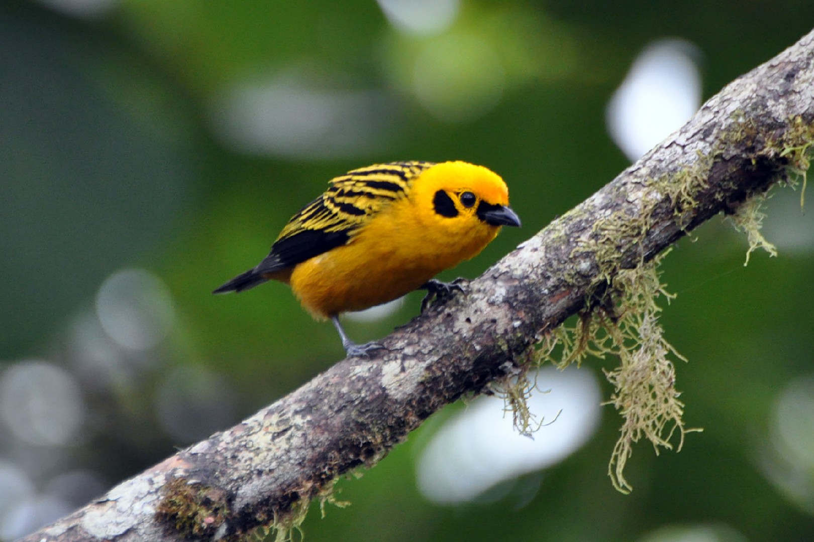 Tangara pechicastaña (Tangara arthus) - Picture Bird