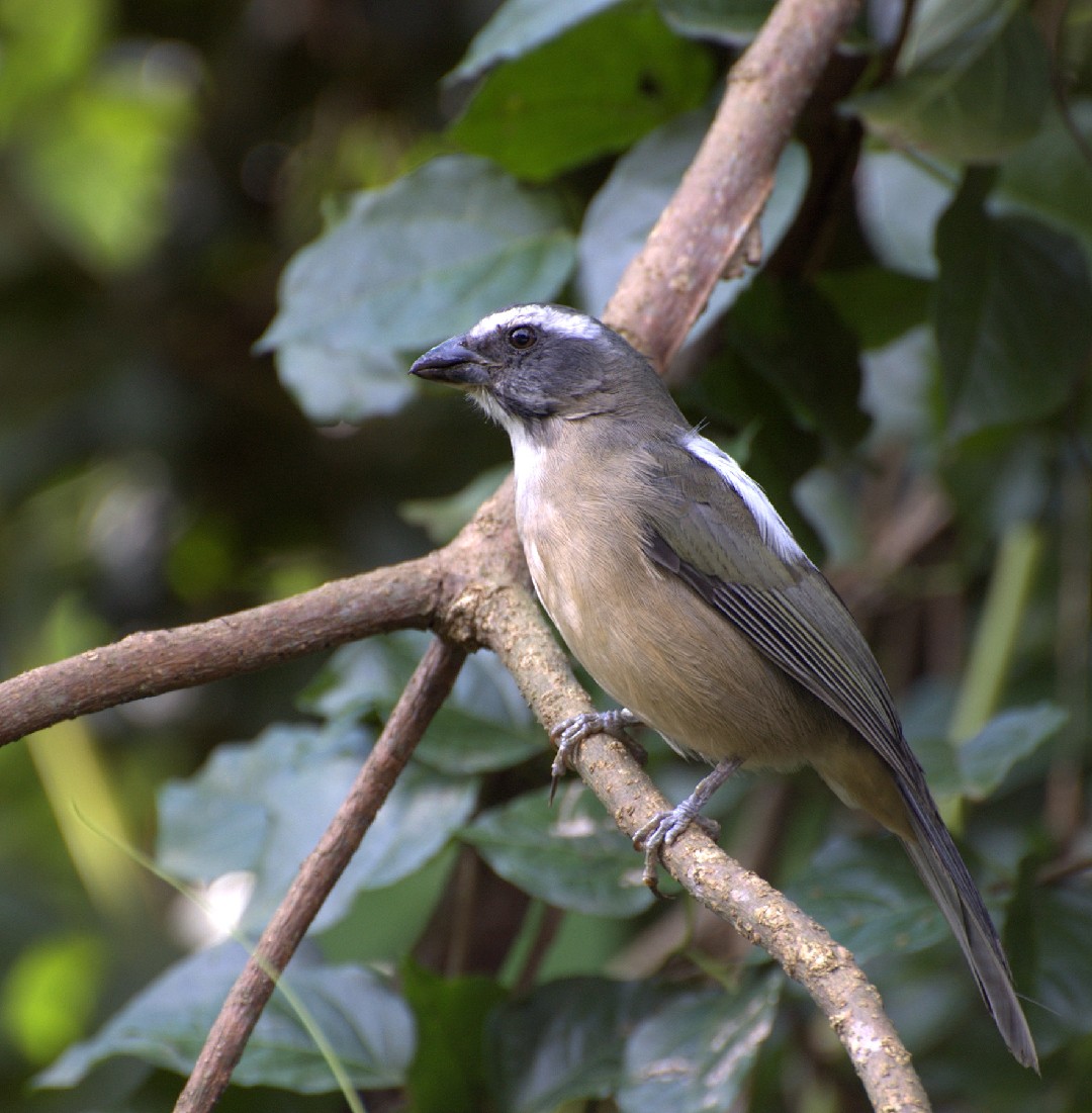 Saltator (Saltator) - Picture Bird