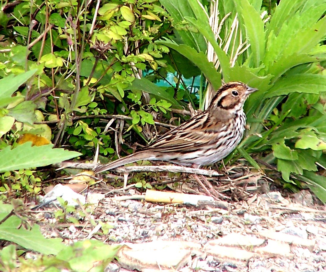 Овсянка-крошка (Emberiza pusilla) - Picture Bird