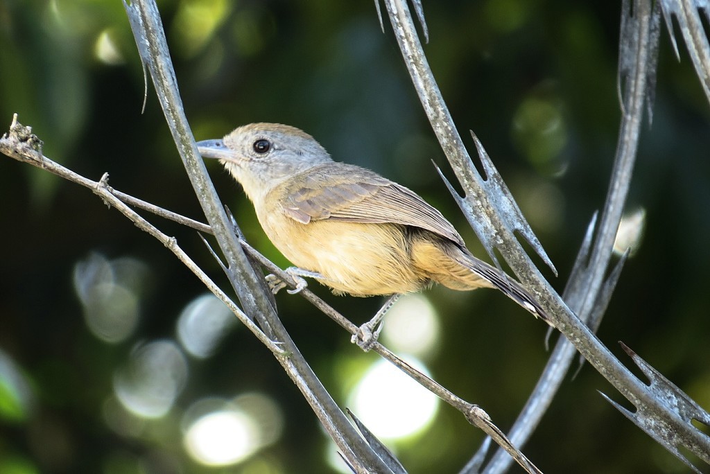 Choca común (Thamnophilus caerulescens) - Picture Bird