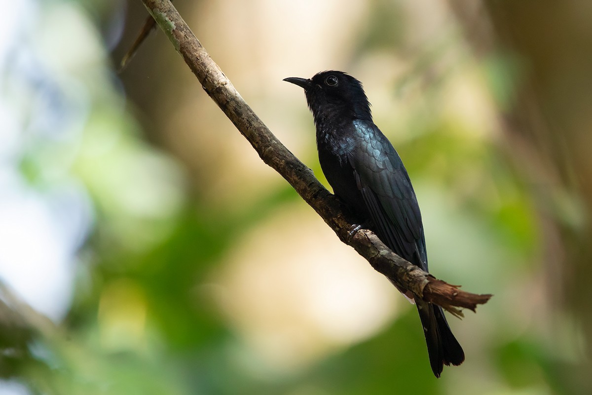 Cuclillo drongo colitruncado (Surniculus lugubris) - Picture Bird