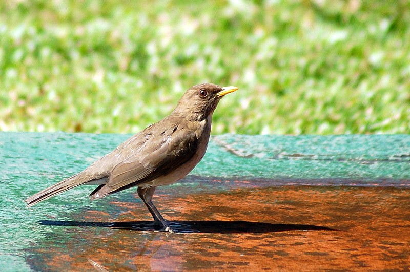 Echte drosseln (Turdus) - Picture Bird