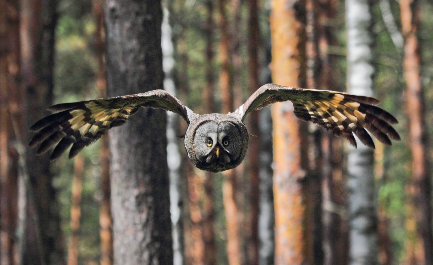 Cárabo lapón (Strix nebulosa) - Picture Bird