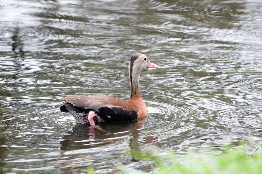 Suirirí piquirrojo (Dendrocygna autumnalis) - Picture Bird