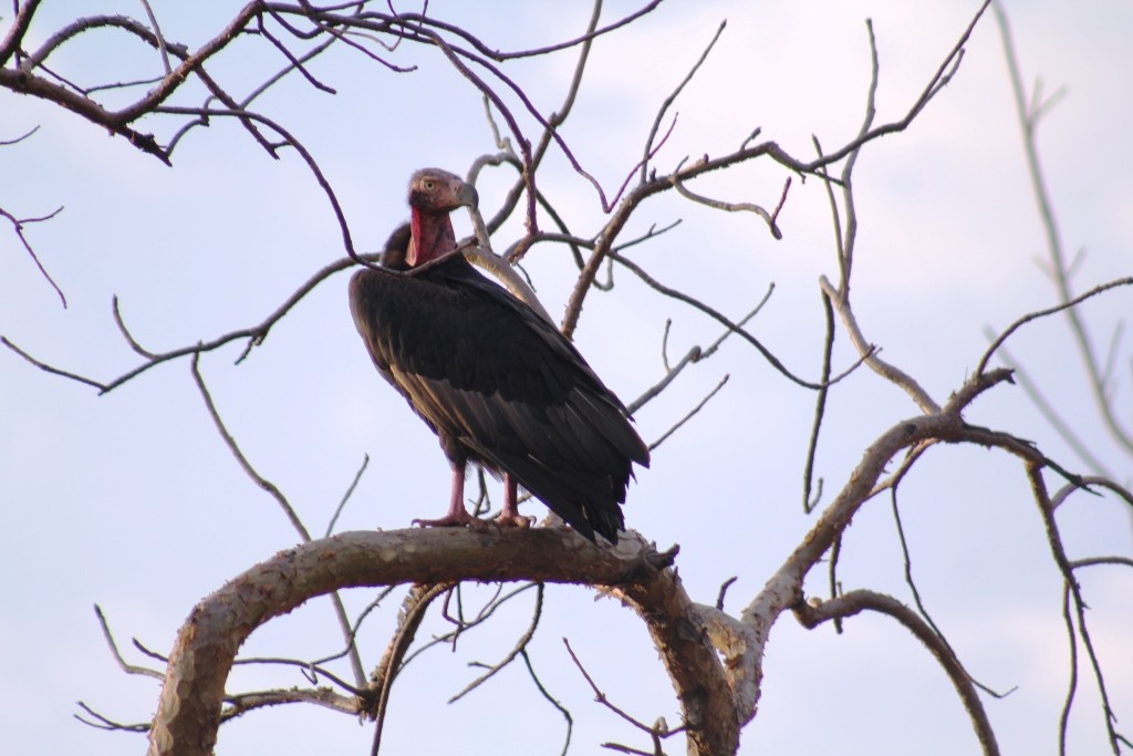Buitre cabecirrojo (Sarcogyps calvus) - Picture Bird