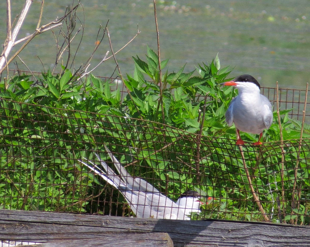 Charranes (Sterna) - Picture Bird
