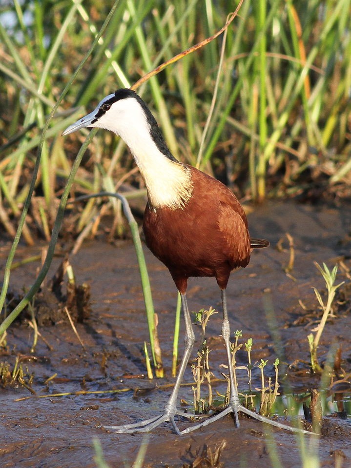 Jacana africana (Actophilornis africanus) - Picture Bird