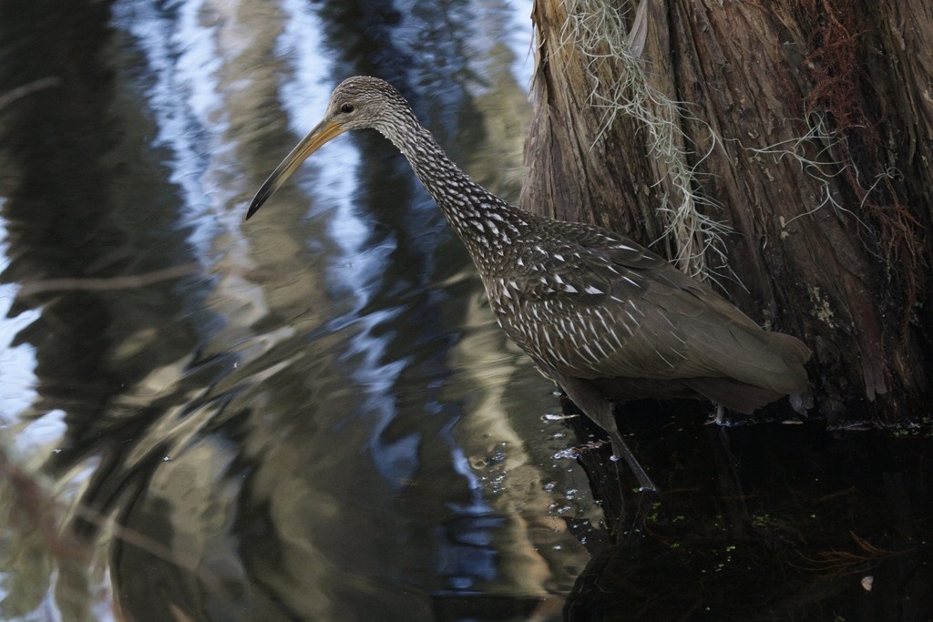 Carrao (Aramus guarauna) - Picture Bird